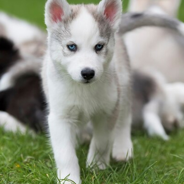 Cachorros Husky Siberiano Disponible - Husky Siberiano