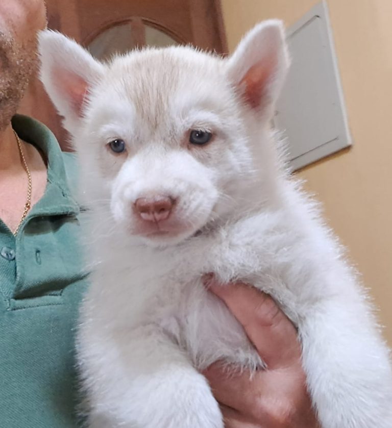 Cachorros Husky Siberiano Disponible - Husky Siberiano